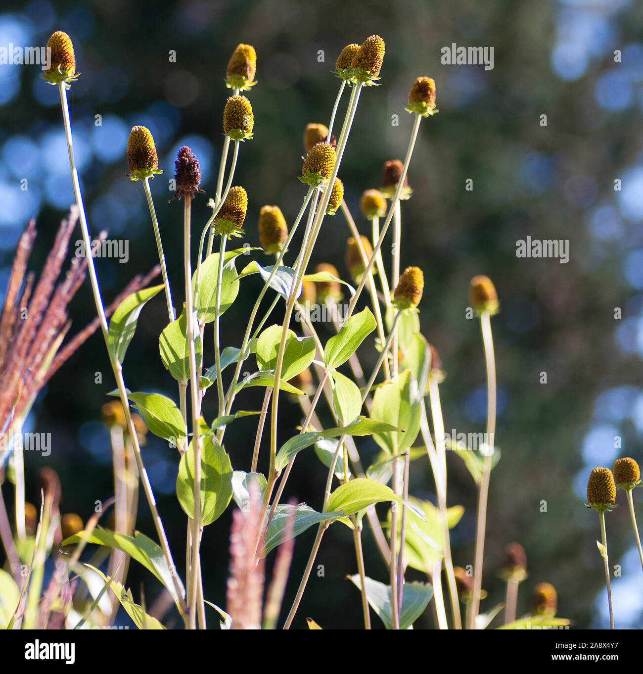 Rudbeckia seed head garden hi-res stock photography and images - Alamy