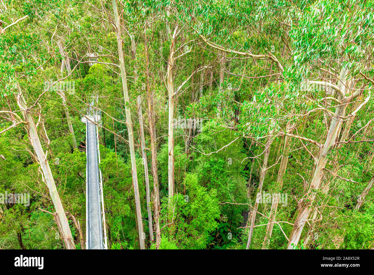 Giant swamp gum eucalyptus regnans hi-res stock photography and images ...