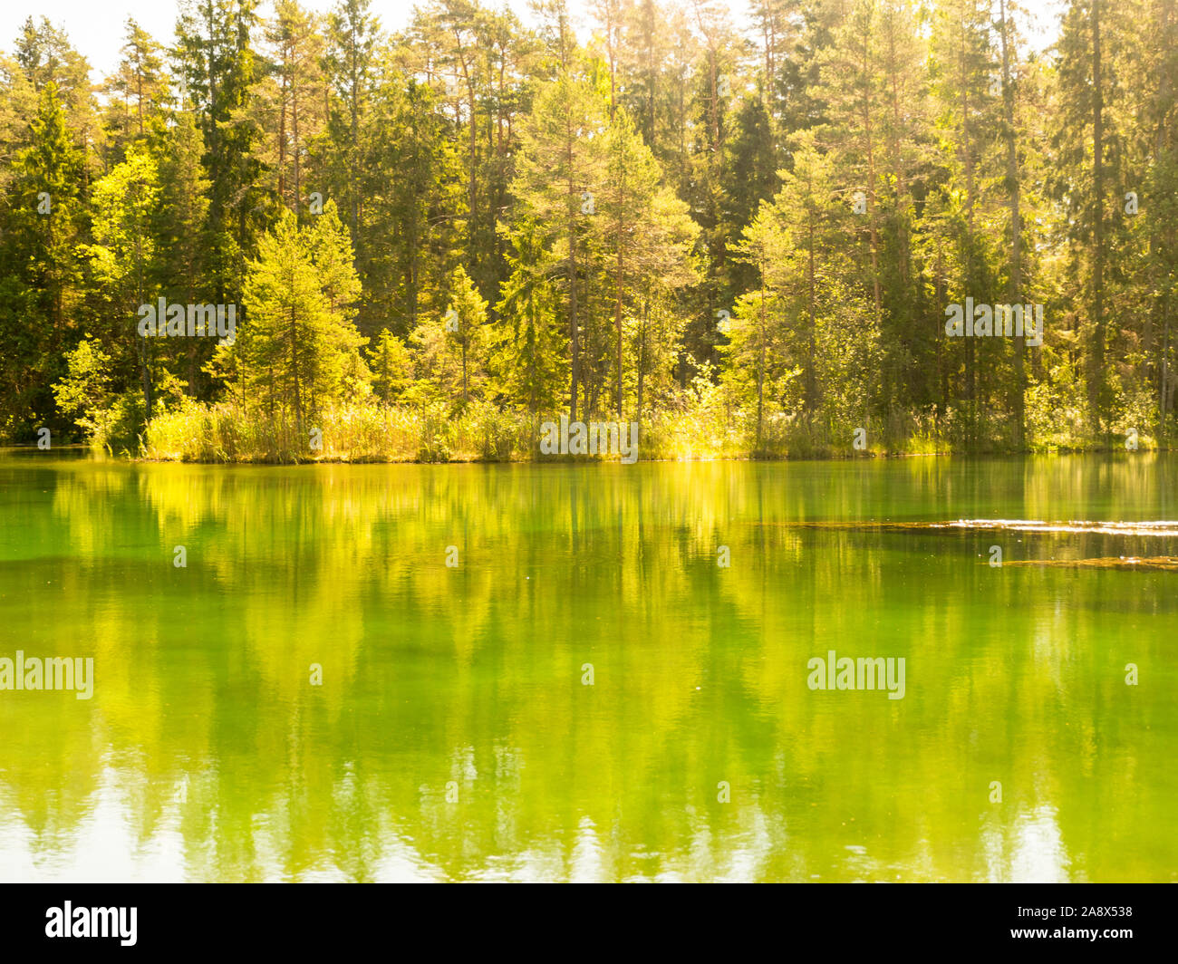 landscape with bright green lake and colorful trees, beautiful summer ...