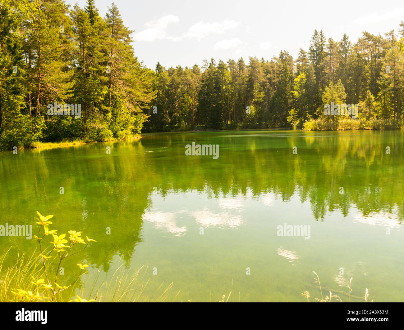 landscape with bright green lake and colorful trees, beautiful summer ...
