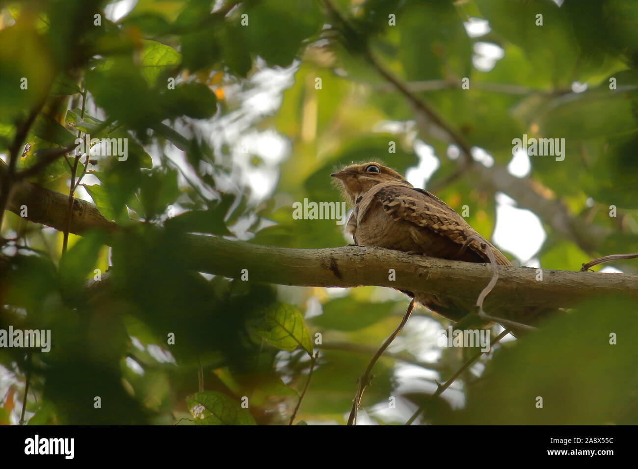 Large-tailed nightjar (Caprimulgus macrurus) sitting on a tree branch ...