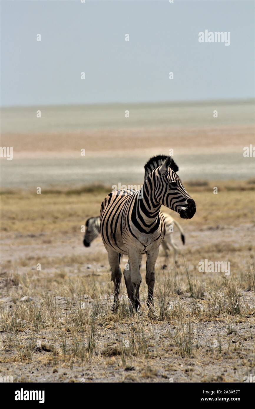 Real zebra animal hi-res stock photography and images - Alamy