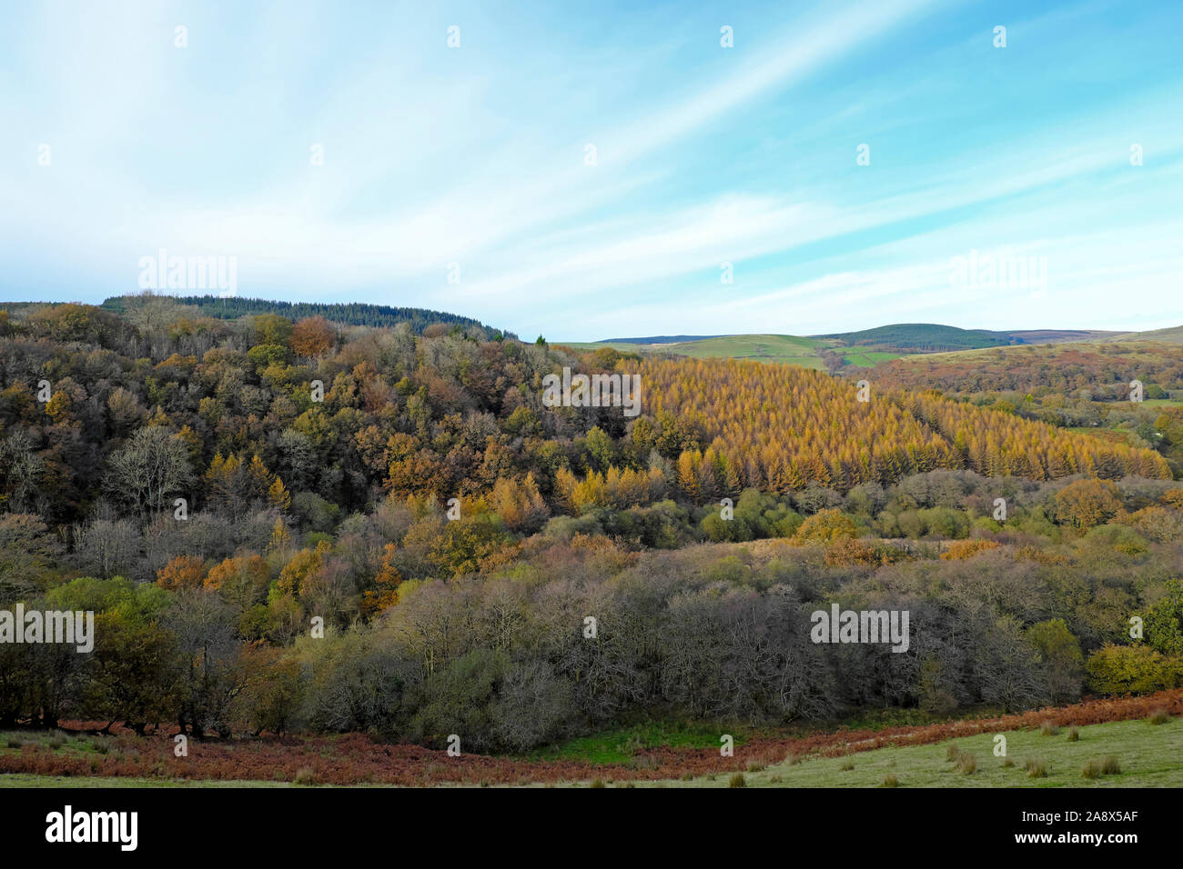 Conifer plantations hi-res stock photography and images - Alamy