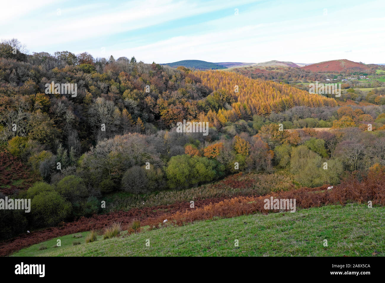Conifer plantations hi-res stock photography and images - Alamy