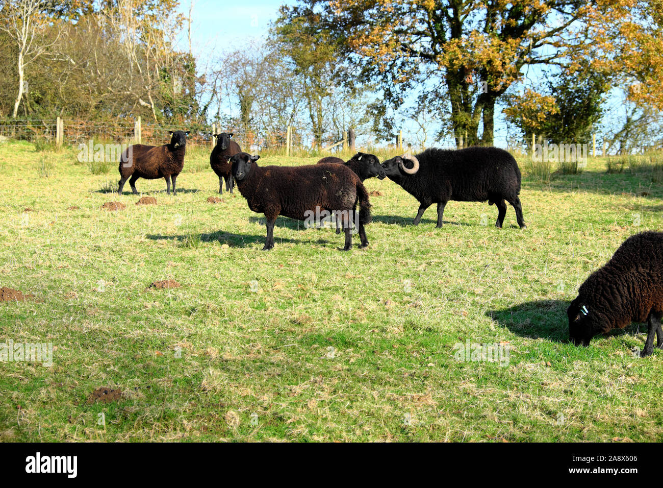 Sheep mating hi-res stock photography and images - Alamy