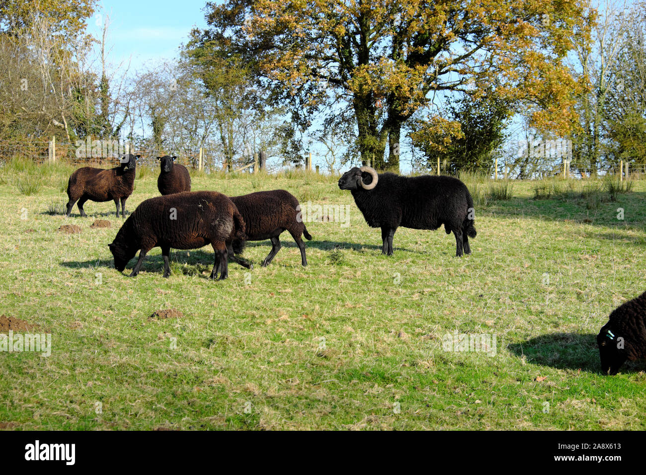 Welsh farm hi-res stock photography and images - Alamy