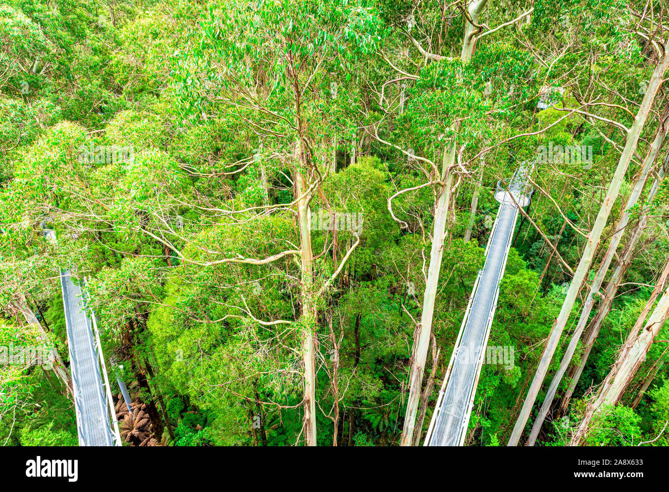 Giant swamp gum eucalyptus regnans hi-res stock photography and images ...