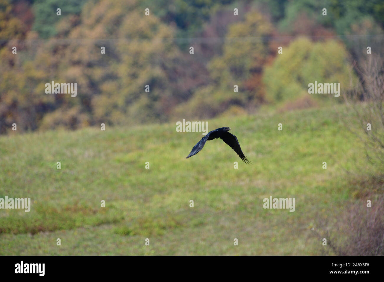 Common black Raven flies over the woods and meadow Stock Photo - Alamy