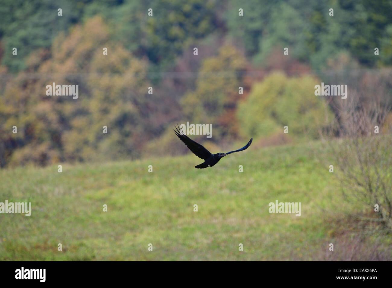 Common black Raven flies over the woods and meadow Stock Photo - Alamy