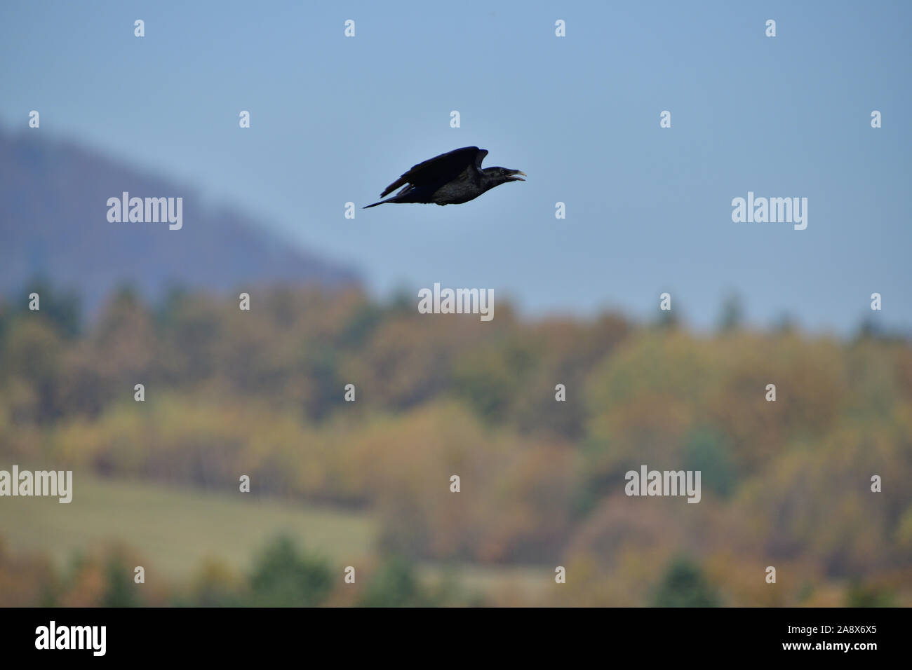 Common Raven flies over the carcass on the meadow Stock Photo - Alamy