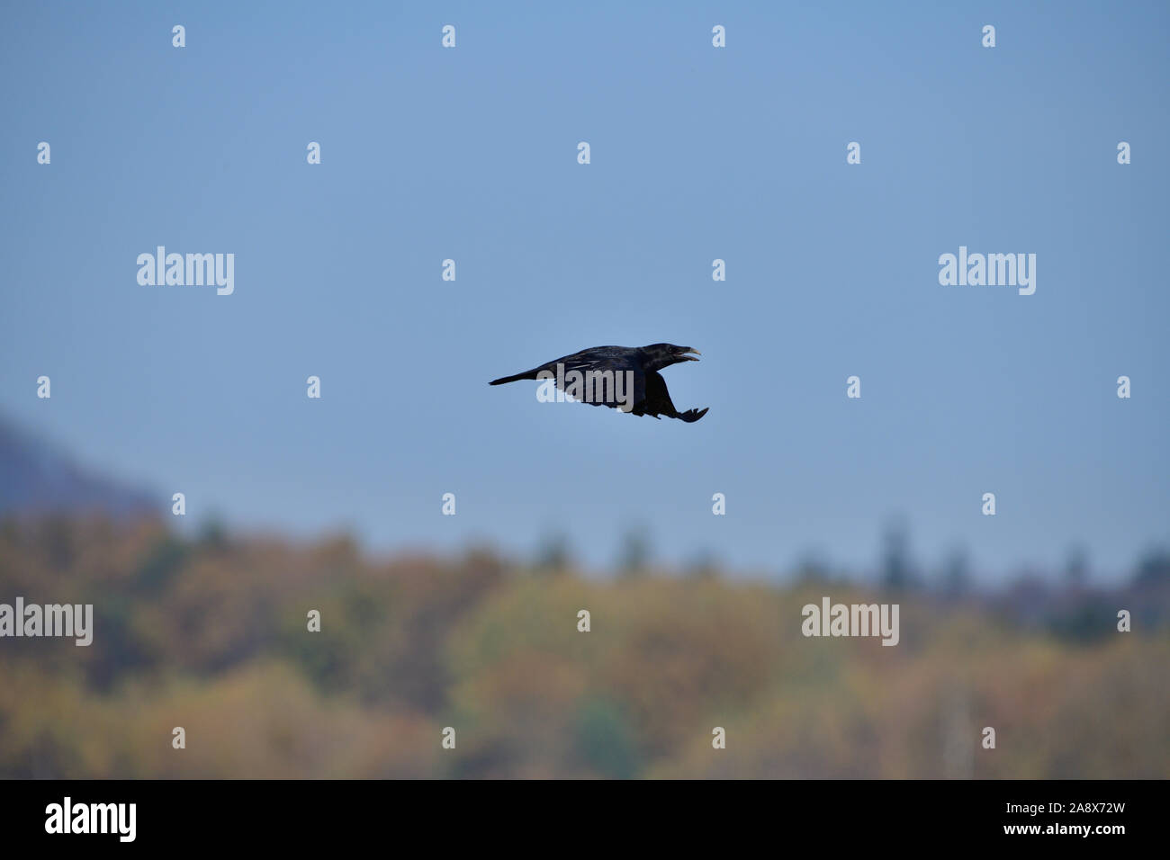 Common Raven flies over the carcass on the meadow Stock Photo - Alamy