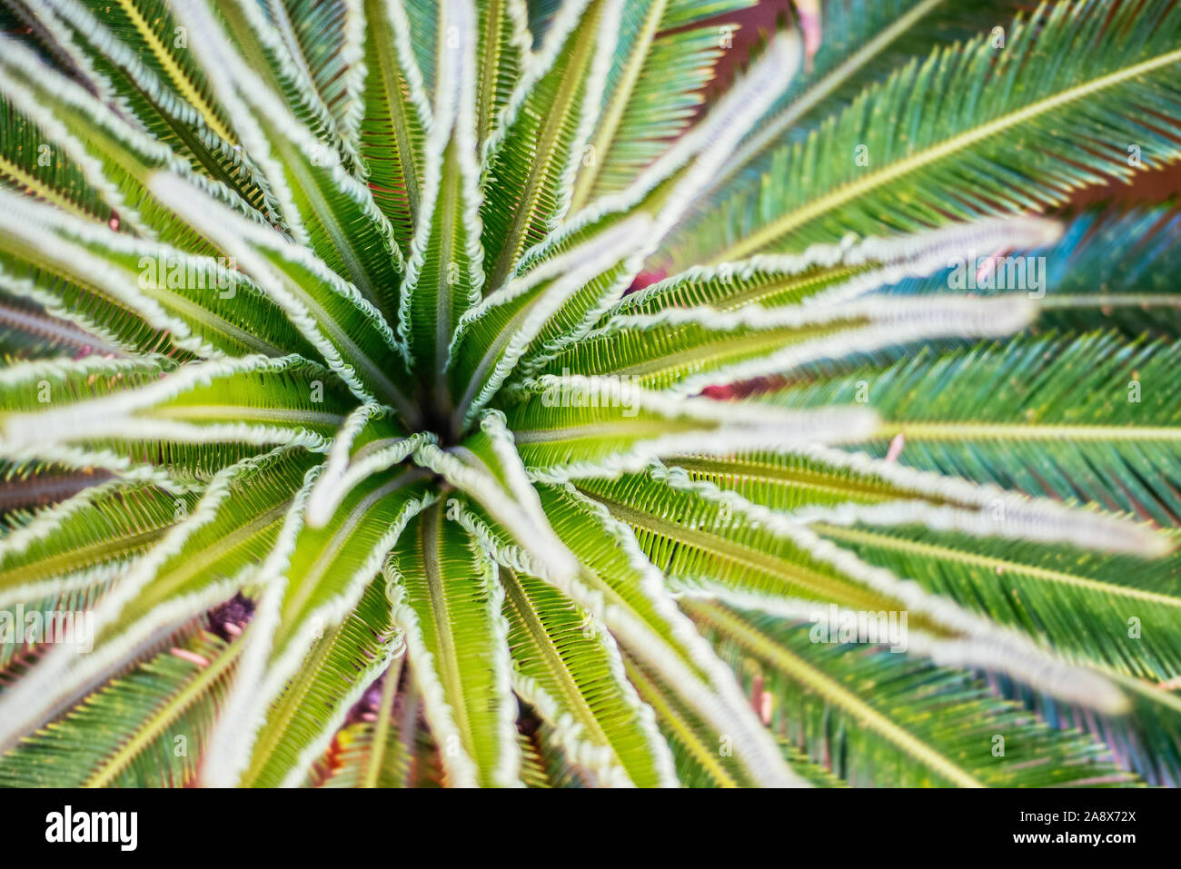 Overhead of a green plant Stock Photo - Alamy