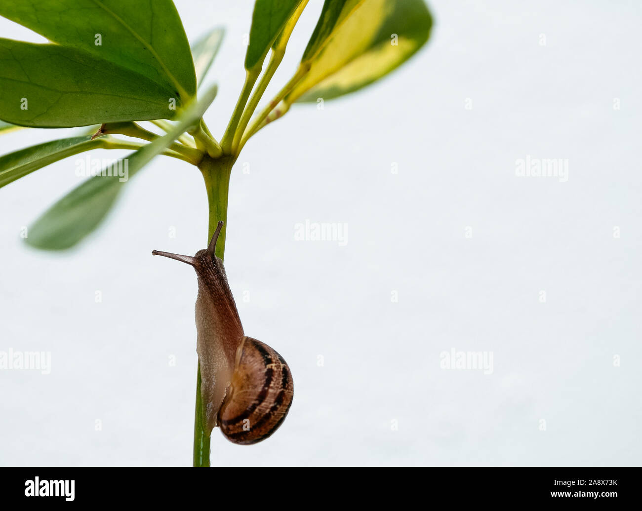 Common garden snail crawling on green stem of plant Stock Photo - Alamy