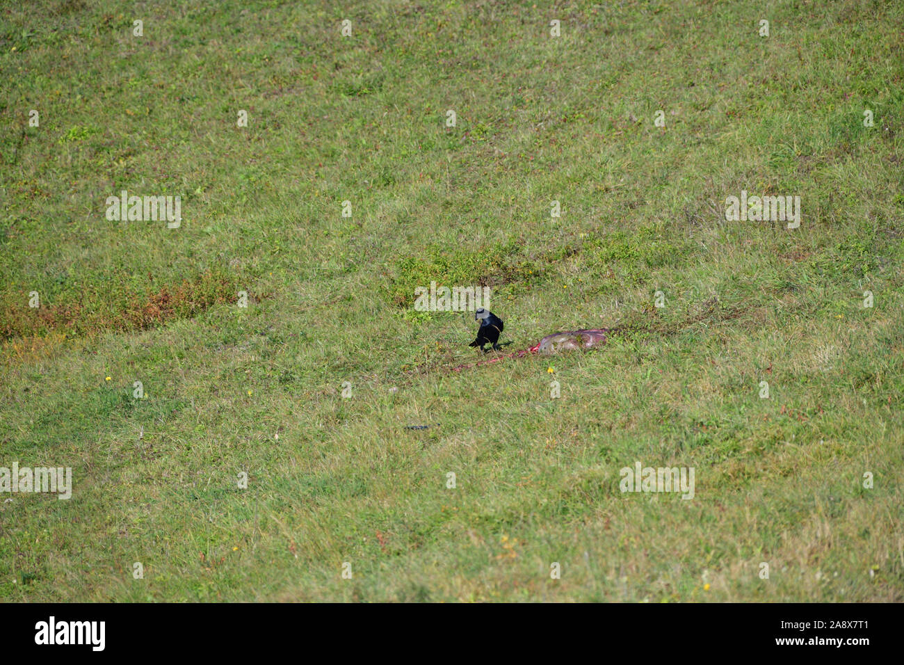 Northern Carrion Crow High Resolution Stock Photography and Images - Alamy
