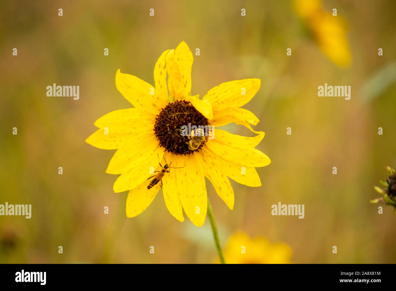 Pollination in the wild Beauty of Nature Stock Photo - Alamy
