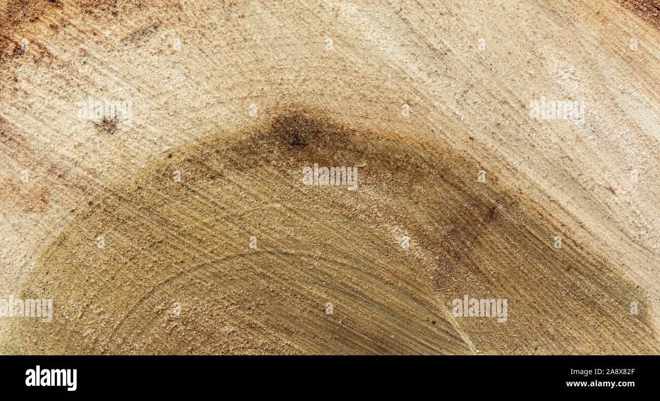 the texture of the cut wood, the texture of the tree ring close up ...