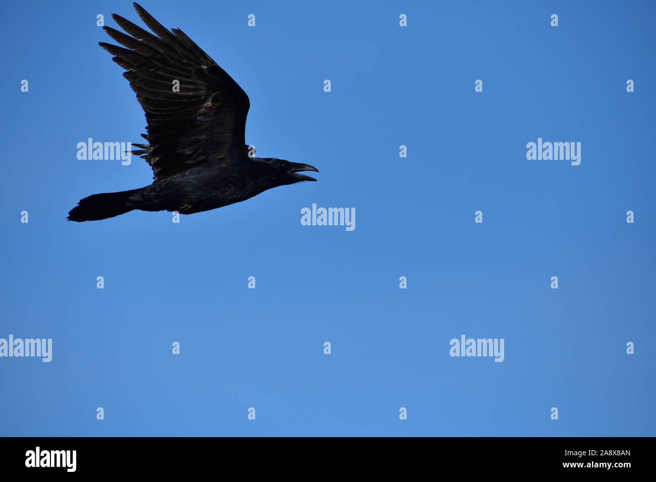Common Raven flies over the carcass on the meadow Stock Photo - Alamy