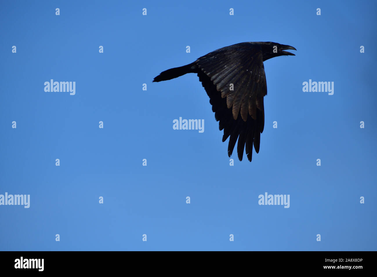 Common Raven flies over the carcass on the meadow Stock Photo - Alamy