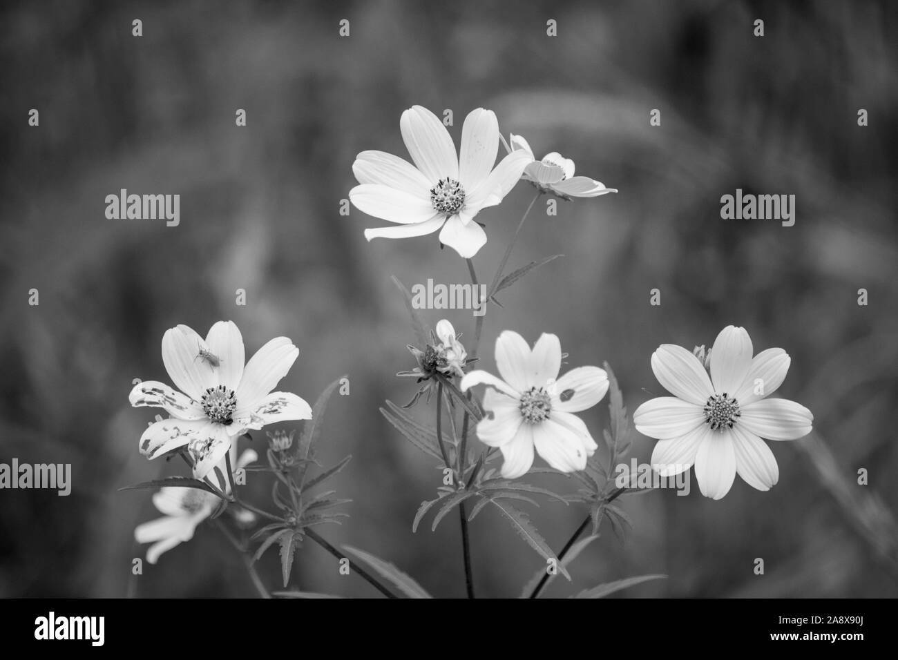 Pollinator nature Black and White Stock Photos & Images - Alamy