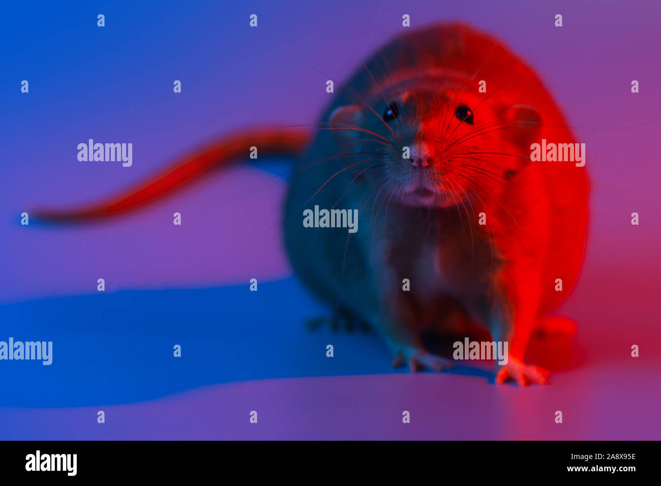 decorative rat symbol of the year and the cone of the Christmas tree in ...