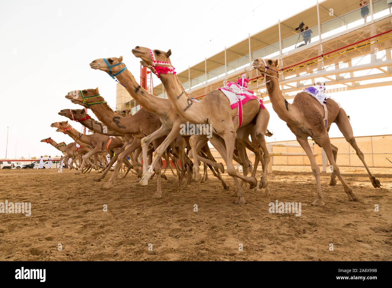Saudi arabian camel racing hi-res stock photography and images - Alamy