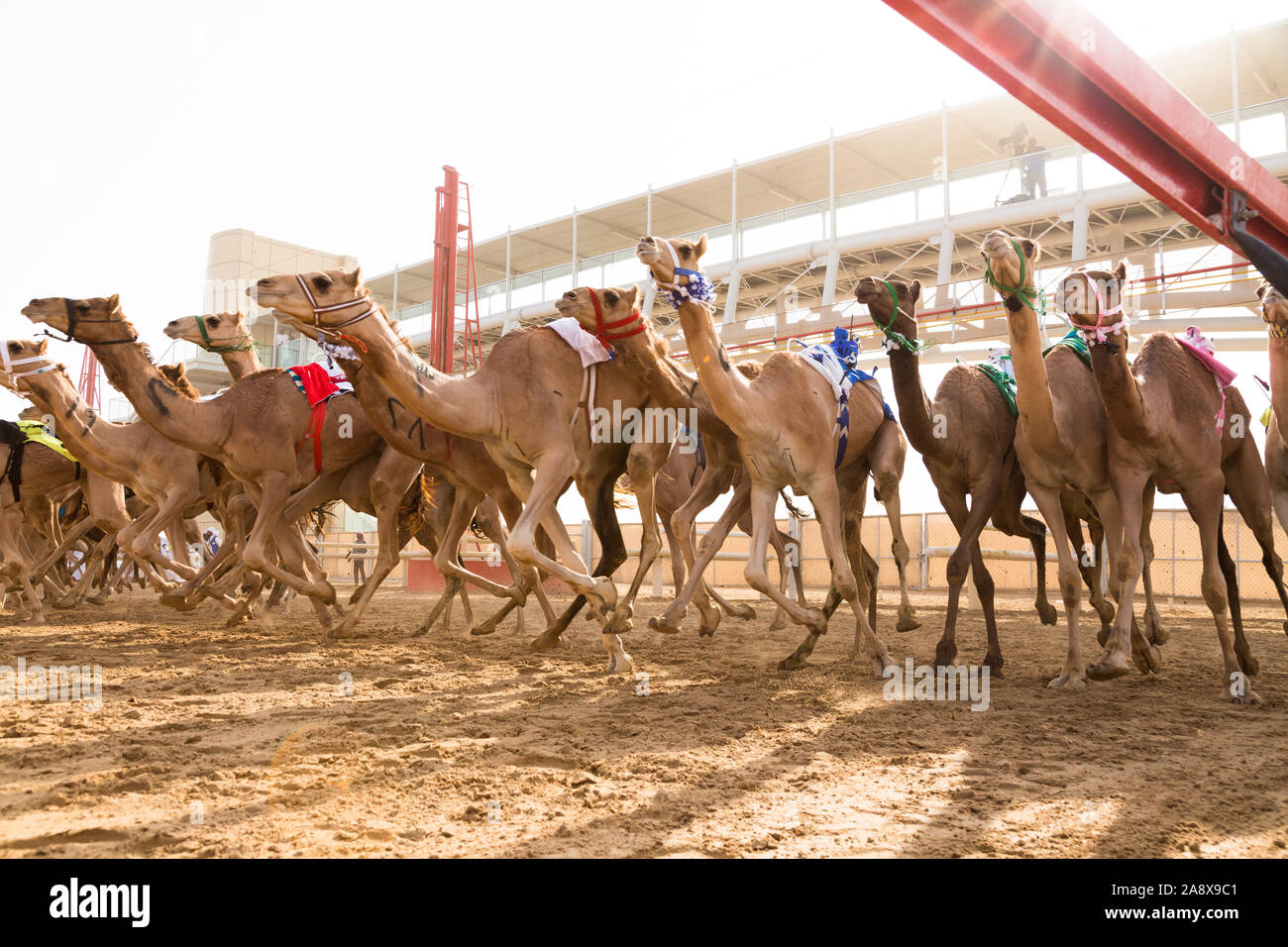 Camel jockey uae hi-res stock photography and images - Alamy