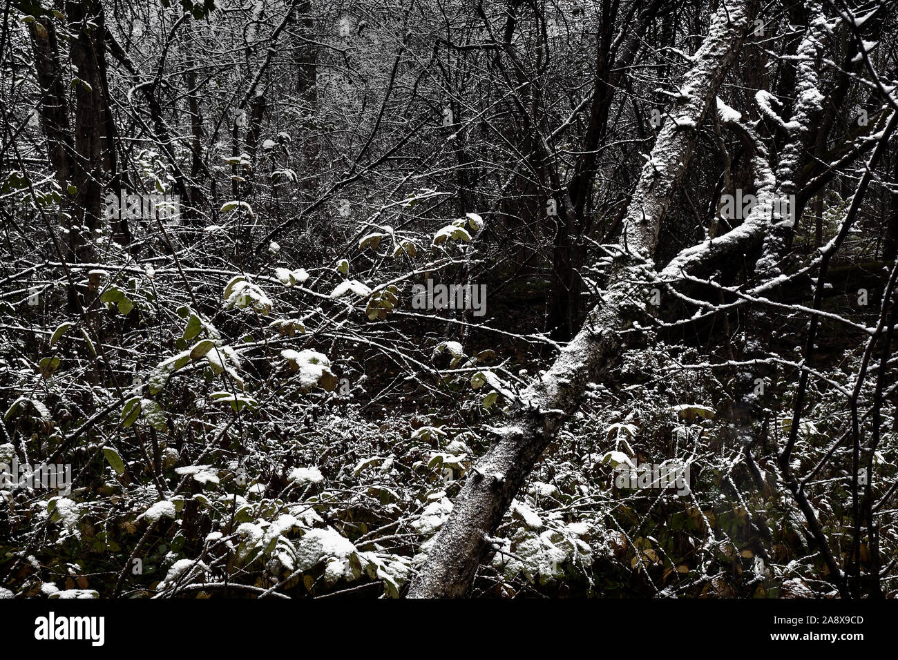 Creepy forest hi-res stock photography and images - Alamy