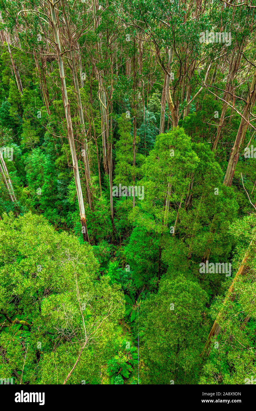 Giant swamp gum eucalyptus regnans hi-res stock photography and images ...