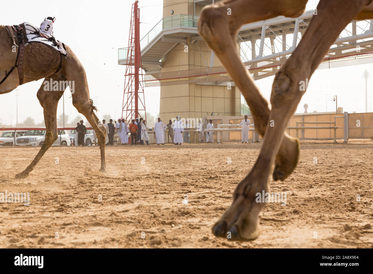 Saudi camel racing hi-res stock photography and images - Alamy