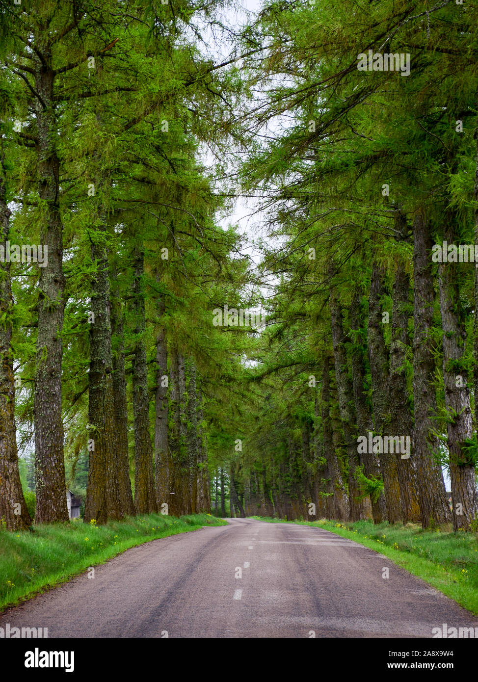 picture with green larch alley and asphalt road Stock Photo - Alamy