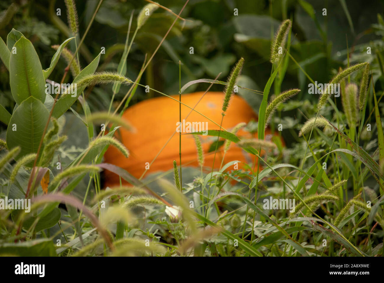 Colorful vegetable patch hi-res stock photography and images - Alamy