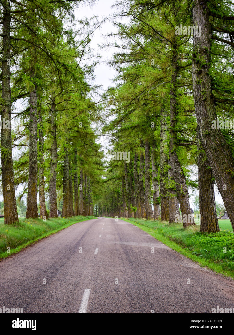 Asphalt alley hi-res stock photography and images - Alamy