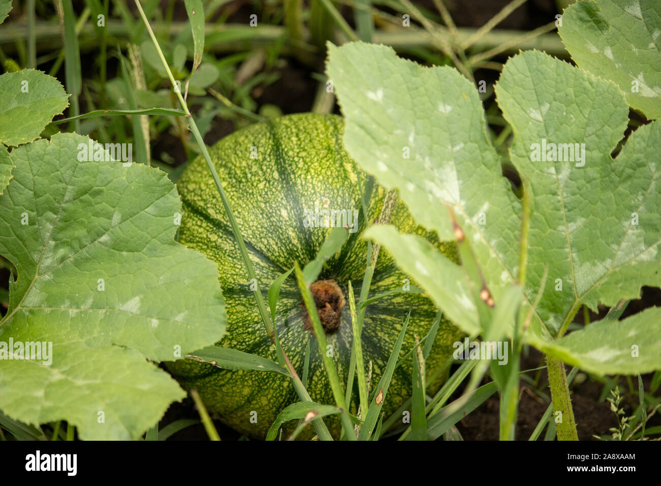 Colorful vegetable patch hi-res stock photography and images - Alamy