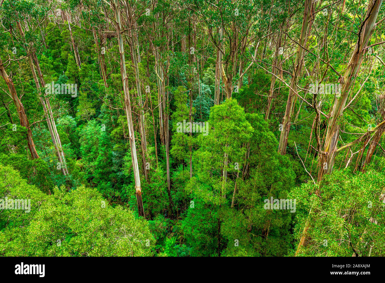 Giant swamp gum eucalyptus regnans hi-res stock photography and images ...