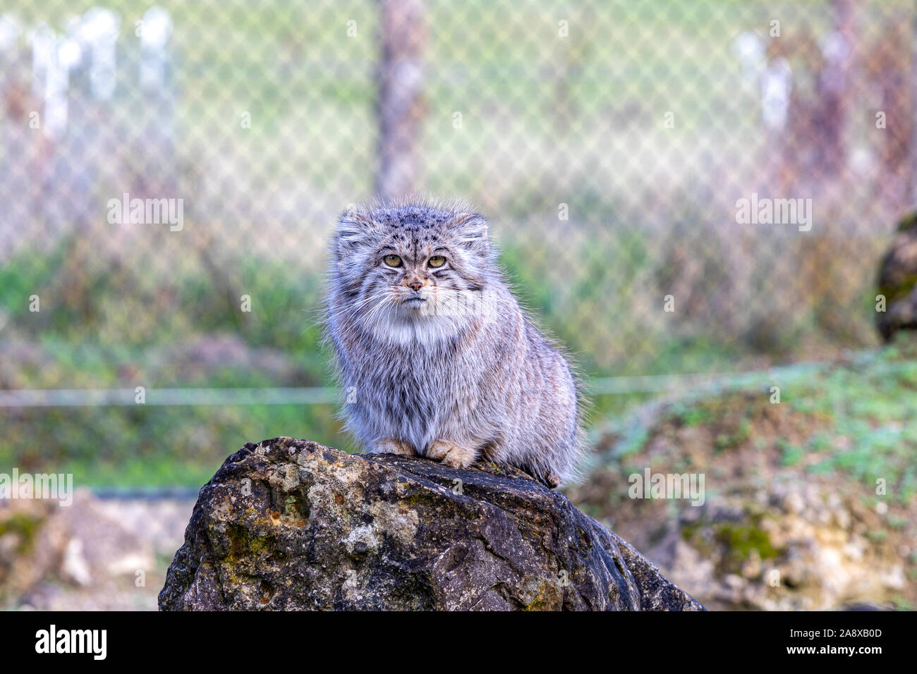 A Pallas Cat in a zoo Stock Photo - Alamy