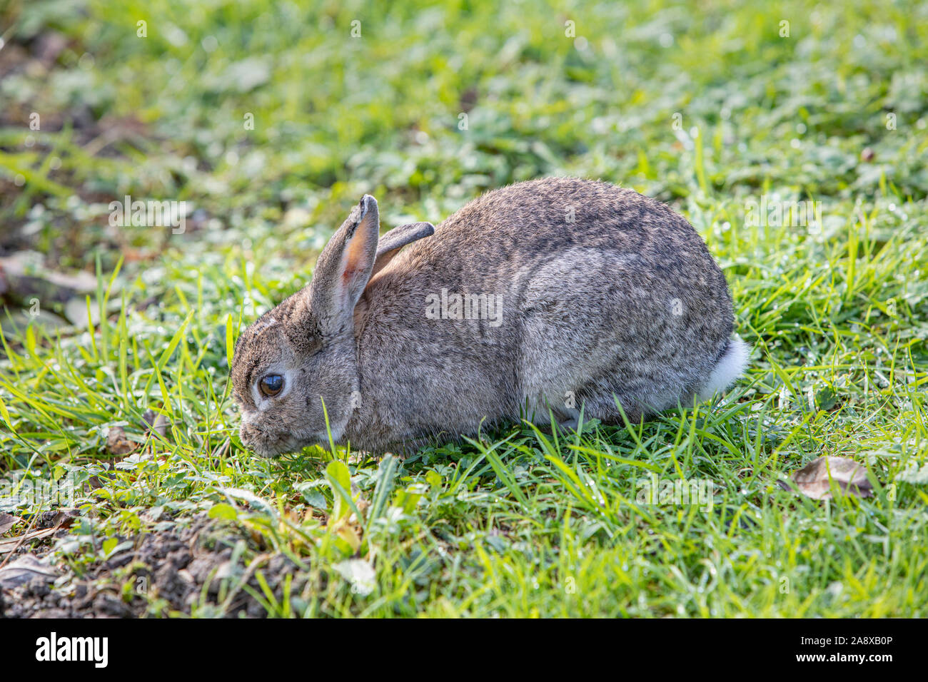 Rabbit in grass field hi-res stock photography and images - Alamy