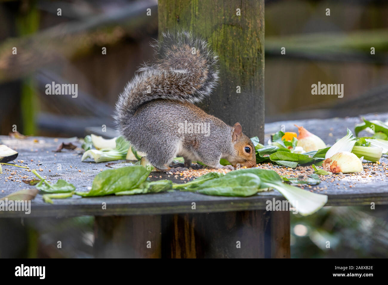 Squirrel and food hi-res stock photography and images - Alamy