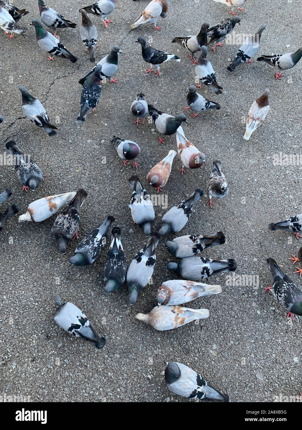 Pigeons crowd street group eat hi-res stock photography and images - Alamy
