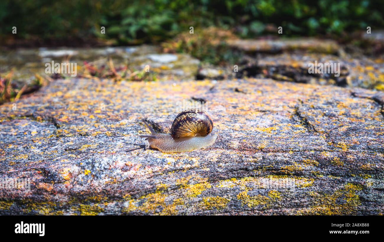 Snail crawling on a hard rock texture in nature; brown striped snail ...