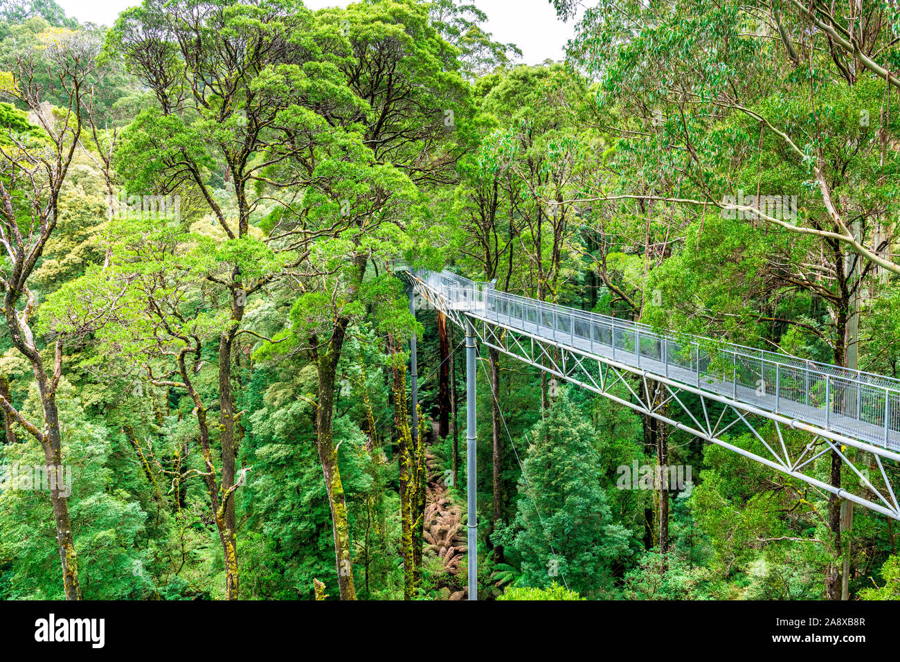 Giant beech tree hi-res stock photography and images - Alamy