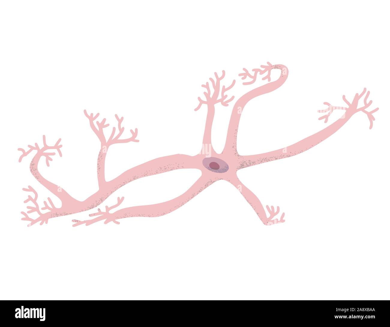 Neuron cell isolated. Brain cell with axones and dendrites. Vector ...