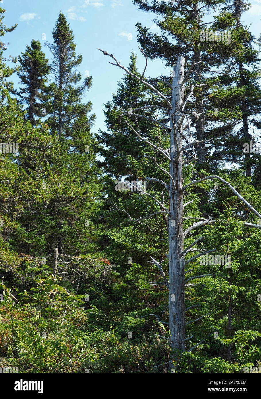 Tall rural fir, pine and spruce forest landscape with standing dead ...