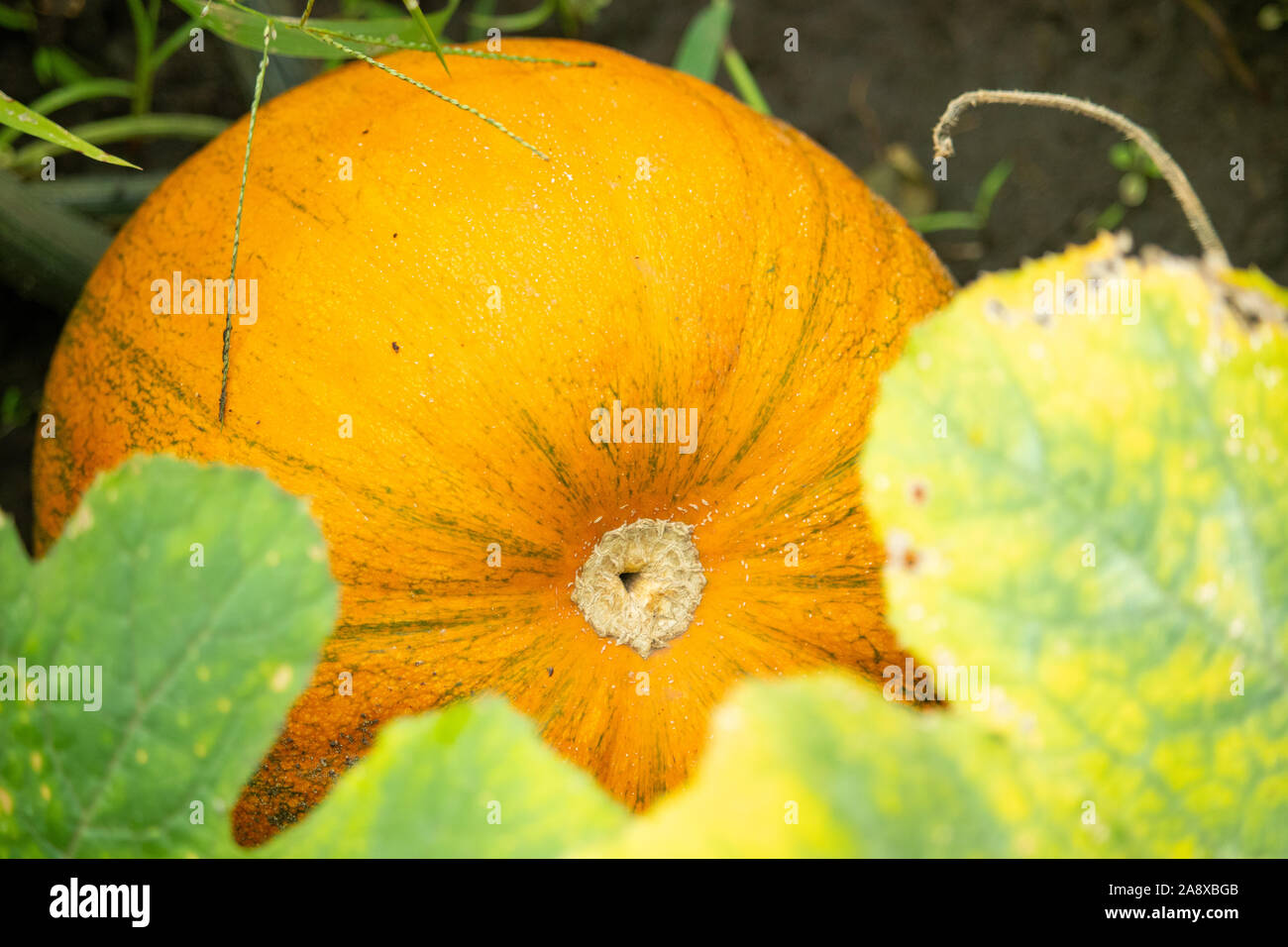 Colorful vegetable patch hi-res stock photography and images - Alamy