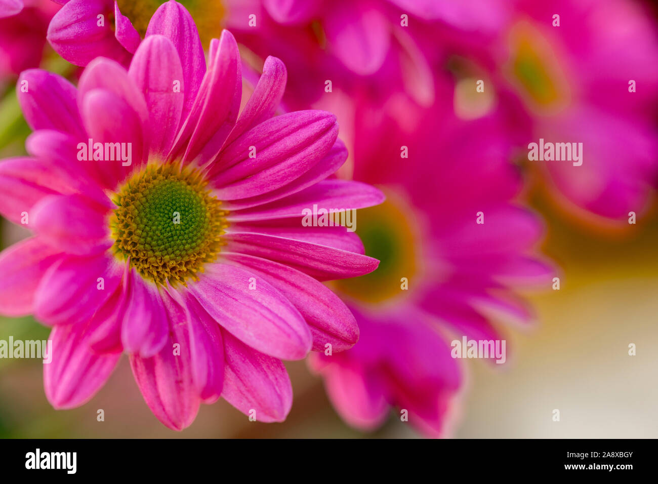 blurred pink botanical background with defocused flowers, floral ...