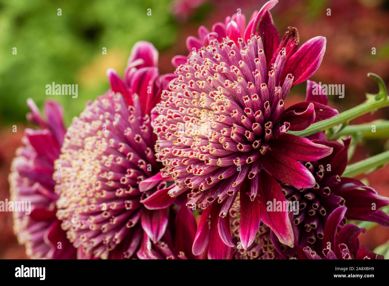 defocused background with blurred pink flowers, blurred floral ...