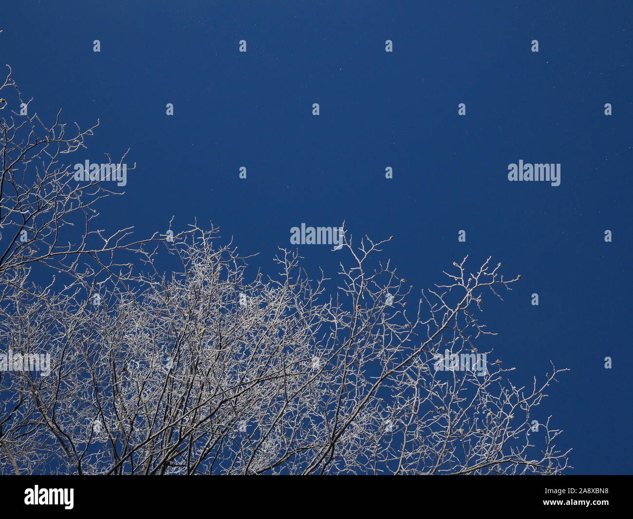Winter landscape of hoarfrost on tree branches with clear blue sky background with copy space ...