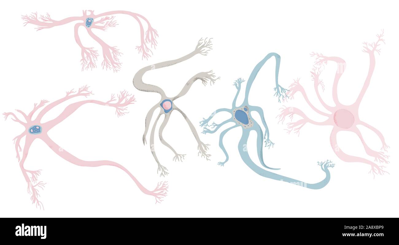 Set of neurons cells with long axons. Vector illustartion Stock Vector ...