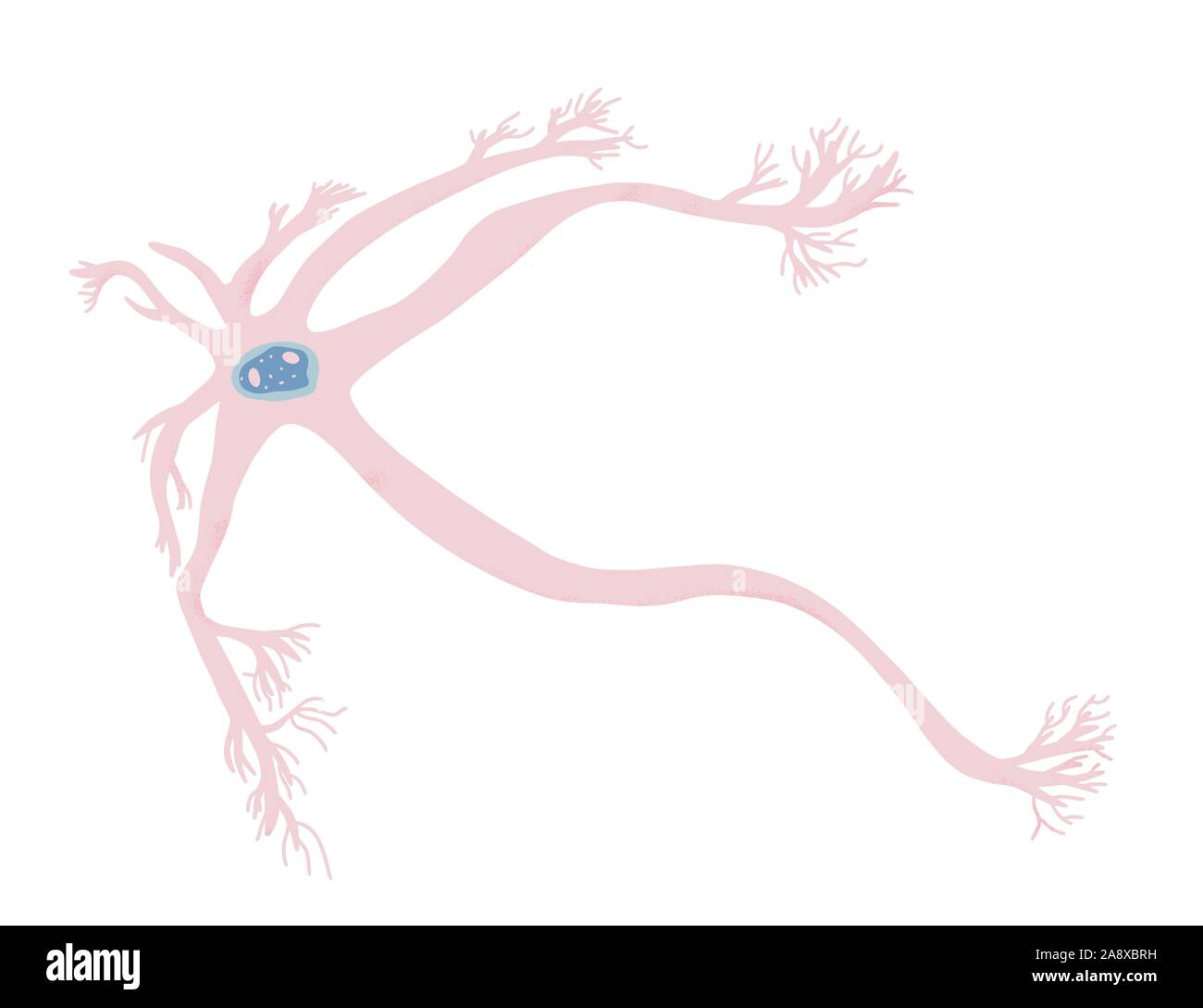 Neuron cells with long axons. Vector illustartion Stock Vector Image ...