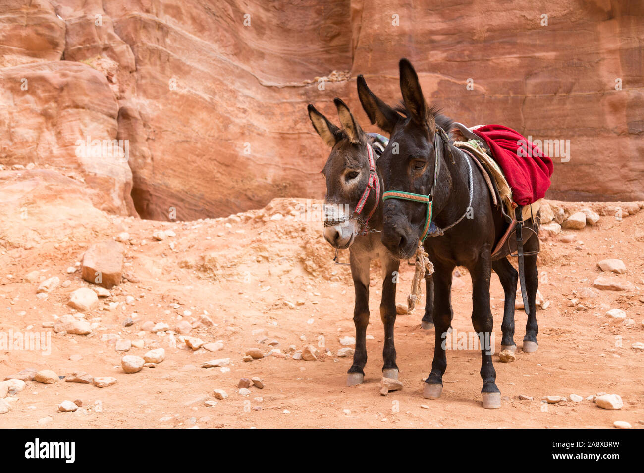 Indiana jones scene hi-res stock photography and images - Alamy
