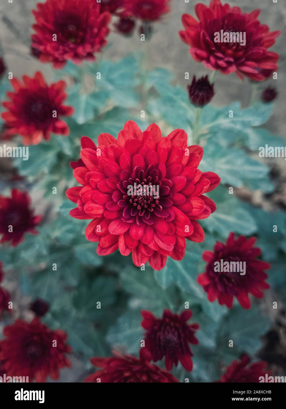 Crimson red hi-res stock photography and images - Alamy